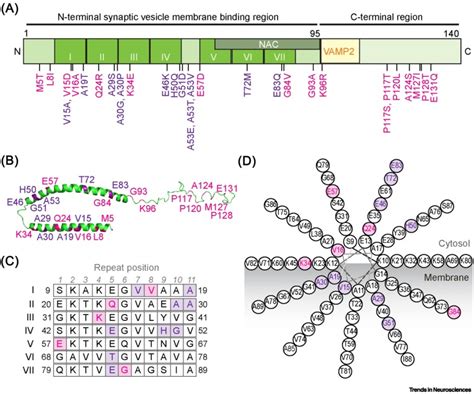 α Synuclein In Synaptic Function And Dysfunction Trends In Neurosciences