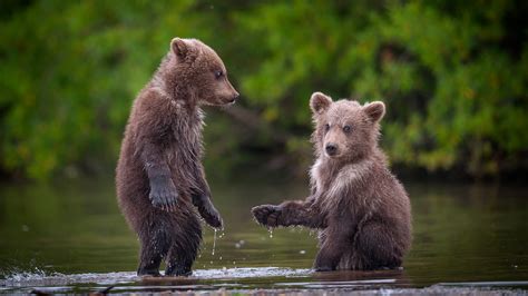 Two Brown Bear Cubs In River Kamchatka Krai Russia Windows