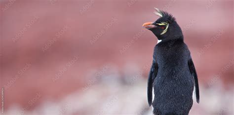 Pingüino De Penacho Amarillo Eudyptes Chrysocome Isla Pingüino