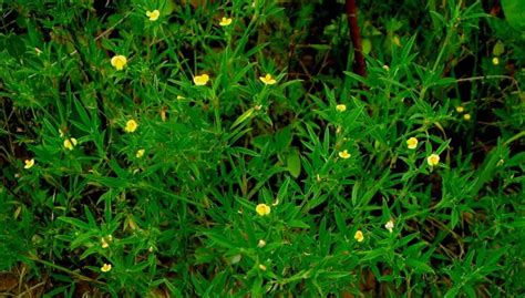 15 Common Forage Grasses And Legumes In The Philippines Insightweeds