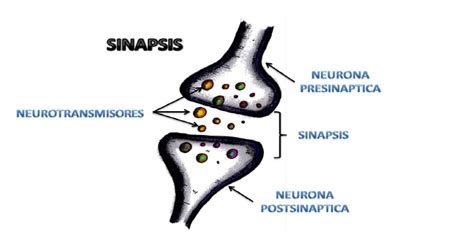 Proceso De Sinapsis