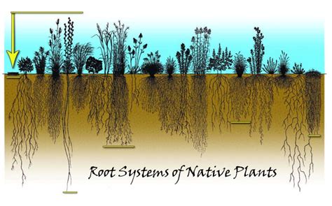 The Deep Roots Of Many Native Species Are Able To Absorb Hold And