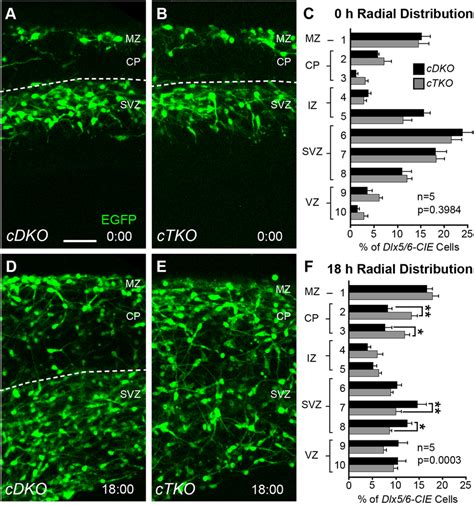 Cortical Interneurons Gradually Disperse From Migratory Streams In Ctko Download Scientific