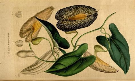 Scientific Illustration Botany Prints