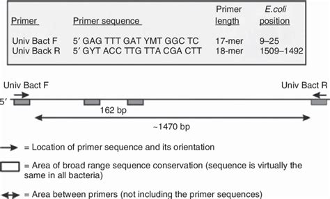 18 A Simplified Map Of The 16s Rrna Molecule Download Scientific Diagram