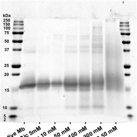 Uv Vis Absorbance Of Native And Glycated Myoglobin Absorbance Spectra