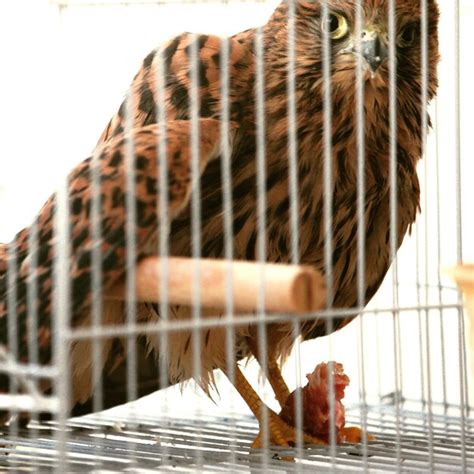 Premium Photo Close Up Of Bird On Floor