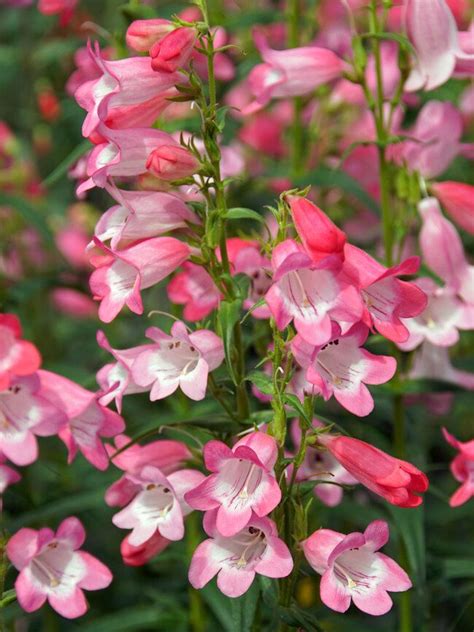 Penstemon Quartz Rose Bluestone Perennials Penstemon Hidcote Pink