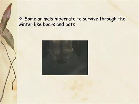 Behavioral And Physical Adaptations Ppt