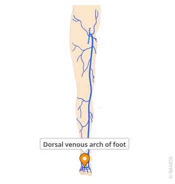 Dorsal Venous Arch Of Foot E Anatomy Imaios