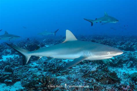 Grey Reef Shark 001 Sharks And Rays