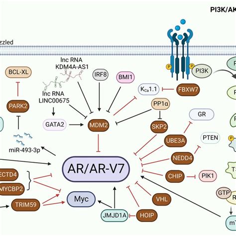 Ubiquitination Modification Promotes Enzalutamide Sensitivity