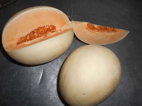 Cara Budidaya Melon Madu Dengan Mudah Bro Yentit Blog