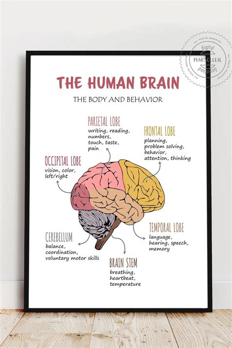 The Human Brain Poster Therapy Office Decor Brain Anatomy Brain