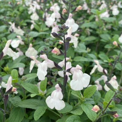 Salvia Greggii Amethyst Lips Autumn Sage Pbr 45 Pot Little