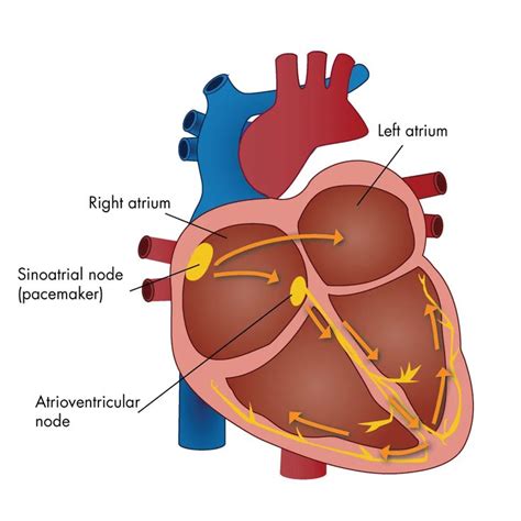 The Heart Conduction System Queensland Cardiovascular Group Heart