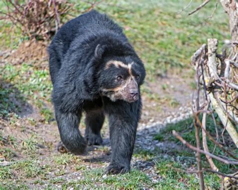 Spectacled Bear Facts Diet Habitat And Pictures On Animaliabio