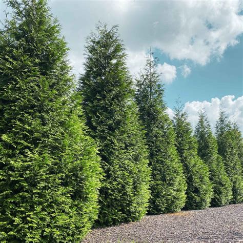 Privacy Trees The Best Fast Growing Evergreen Trees Available