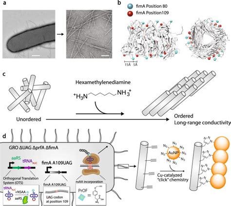Protein Nanowires With Tunable Functionality And Programmable Nikhil S Malvankar