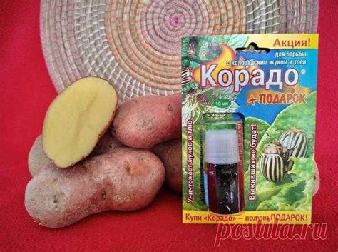 'Корадо' против колорадского жука на картофеле: инструкция по примене ...