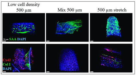 Dapi Blue Saa Green Cx43 Red And Collagen I Green Staining Download Scientific