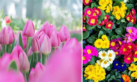 Fleur De Printemps Liste Des 30 Plus Belles Fleurs à Avoir Dans Son