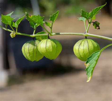 How To Grow Tomatillos 200 Fruits Per Plant