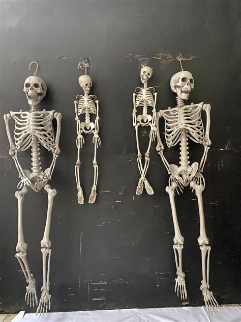 Full Body Skeleton Rental Your Diy Project Rental