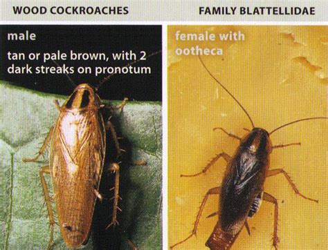 Wood Cockroach Vs Cockroach At Clifford Zak Blog