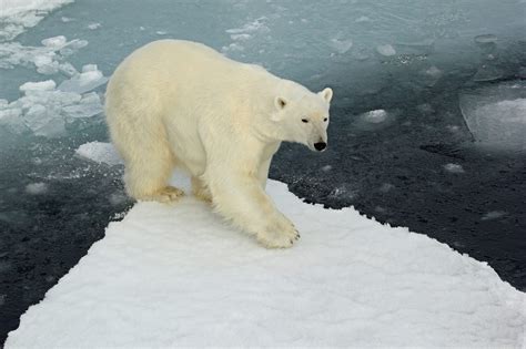 The Realm Of The Polar Bear Brians Photo Gallery Wildfoot Travel Journal