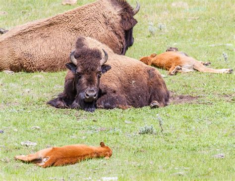 Yellowstone National Park Wildlife Rollie Waters Photography