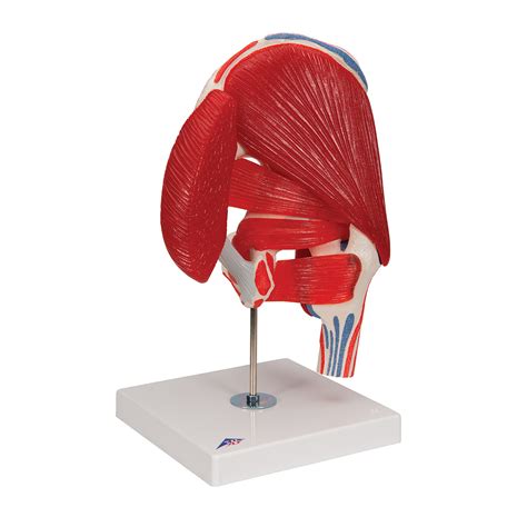 Human Hip Joint Model With Removable Muscles 7 Part 3b Smart Anatomy
