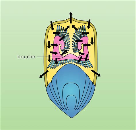Lingule Média Encyclopédie Universalis