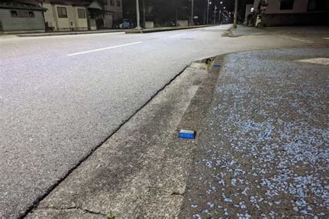 How To See Firefly Squid Japans Hotaruika In Toyama Prefecture Asocialnomad