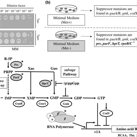 Revisiting The Phenotype Induced By Pppgpp Deficiency Through Genetic