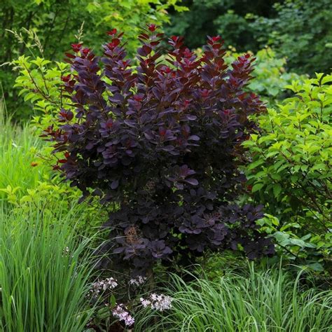 Velveteeny™ Dwarf Purple Smokebush Cotinus Coggygria For Sale