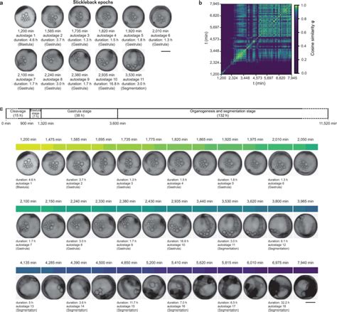 ai 与胚胎结合？系统生物学家 patrick müller 利用孪生网络对斑马鱼胚胎展开研究 智源社区