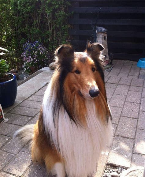 This Cute Rough Collie 🐶 Rcute