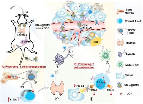 Schematic Illustration Of Abrogation Of T Cell Sequestration In The Bm