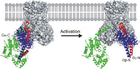 A Cartoon Showing The Organization Of The G Protein Subunits In