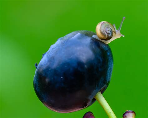 Lilla Snigel Akta Dig Fotosidan