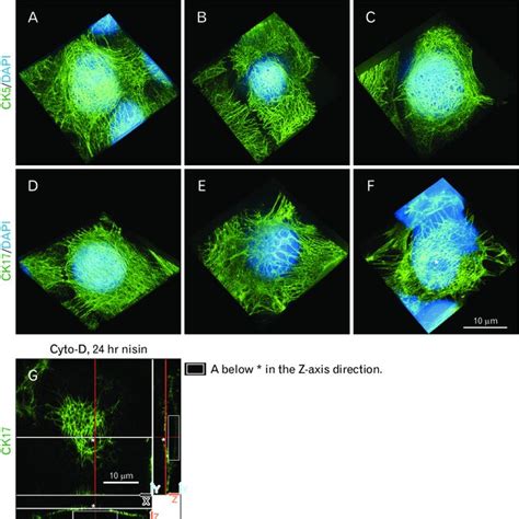 Actin Polymerization Inhibitor Cytochalasin Cyto D Suppresses