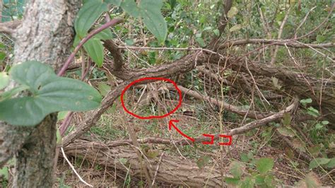 キム兄の再始動プロジェクト