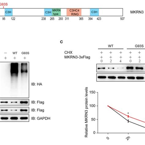 Mutation Of Mkrn3 Attenuated Its Autoubiquitination And Degradation