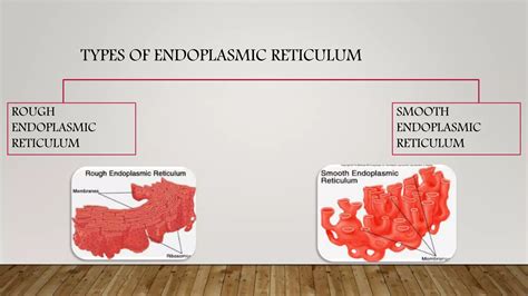 Rough Endoplasmic Reticulam Rer Introduction Structure And Function