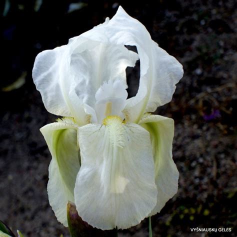 Bearded Iris Species Dwarf And Medium Archives Daylily Phlox Eu