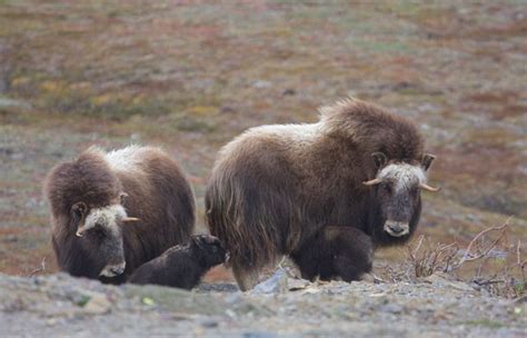Musk Ox Facts General