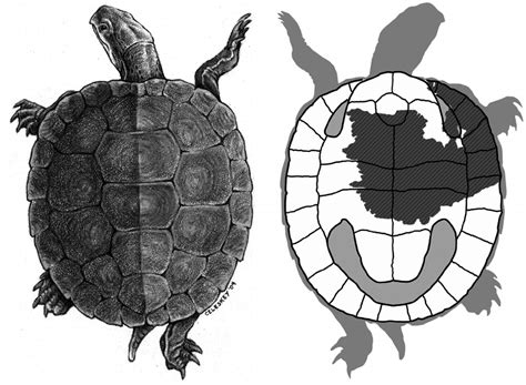 Nmmnh P 44530 Incomplete Plastron And Carapace Of Glyptops Plicatulus