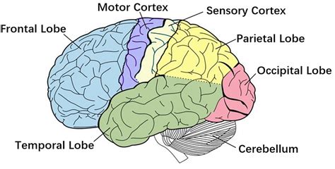 Brain Diagram Motor And Sensory Cortex Cortex Frontal Lobe C