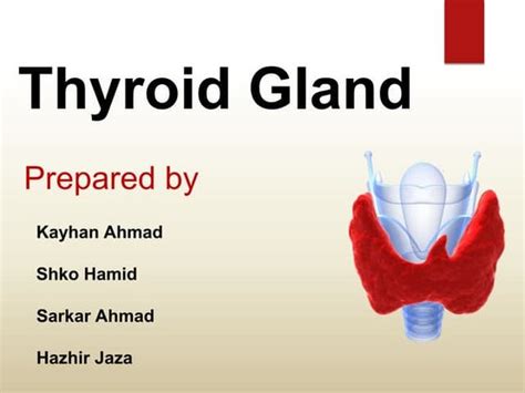Thyroid Gland Anatomy Ppt Untitled